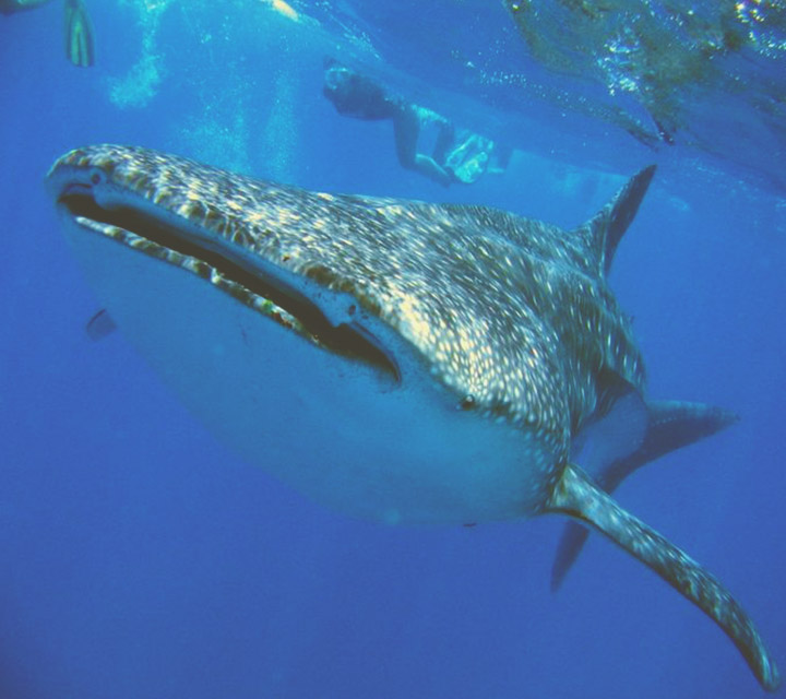 Snorkeling con gli squali balena - Africome